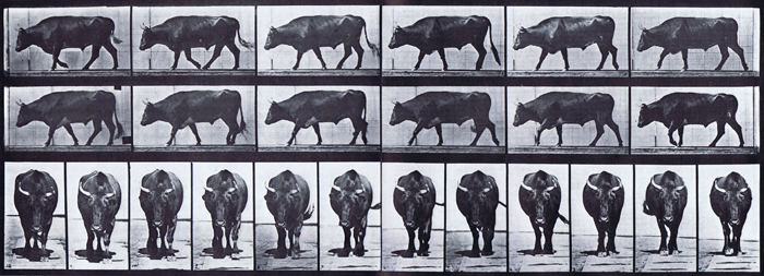 Muybridge Art Refrence - Ox Walking - Plate 670